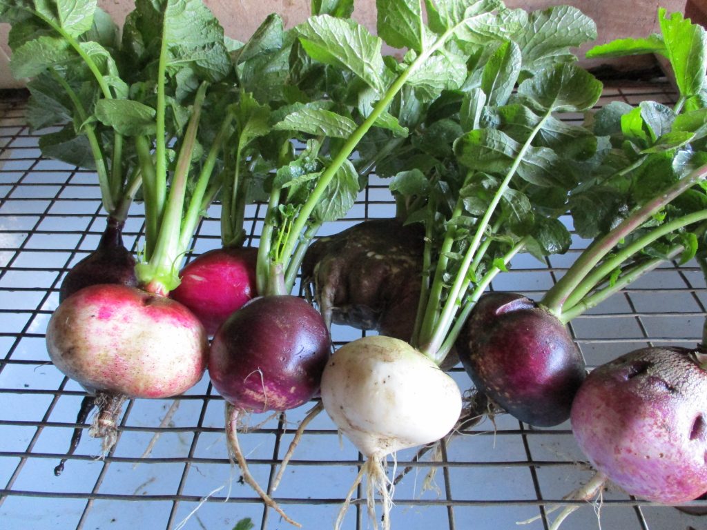 Didactic Unit VI – From the Seed to the Harvest | PERMIND