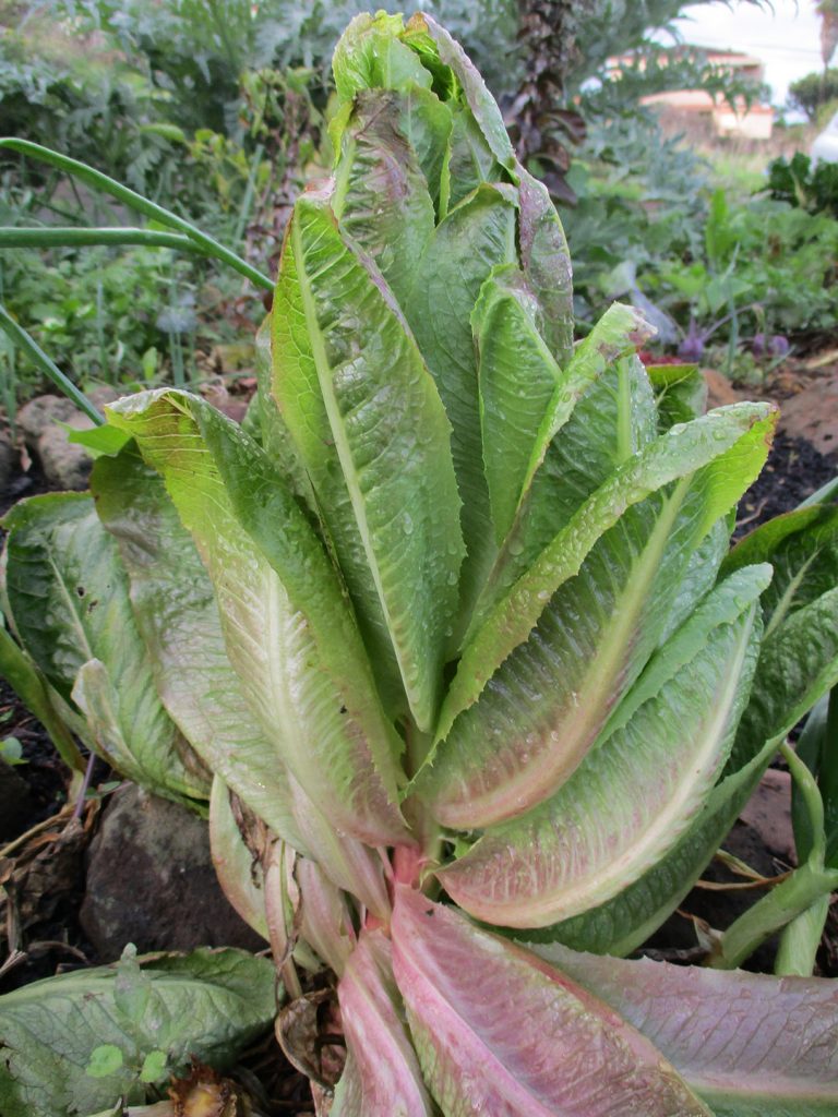 Didactic Unit VI – From the Seed to the Harvest | PERMIND