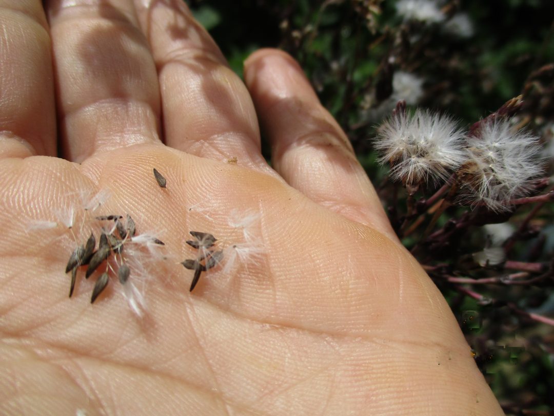 Didactic Unit VI – From the Seed to the Harvest | PERMIND